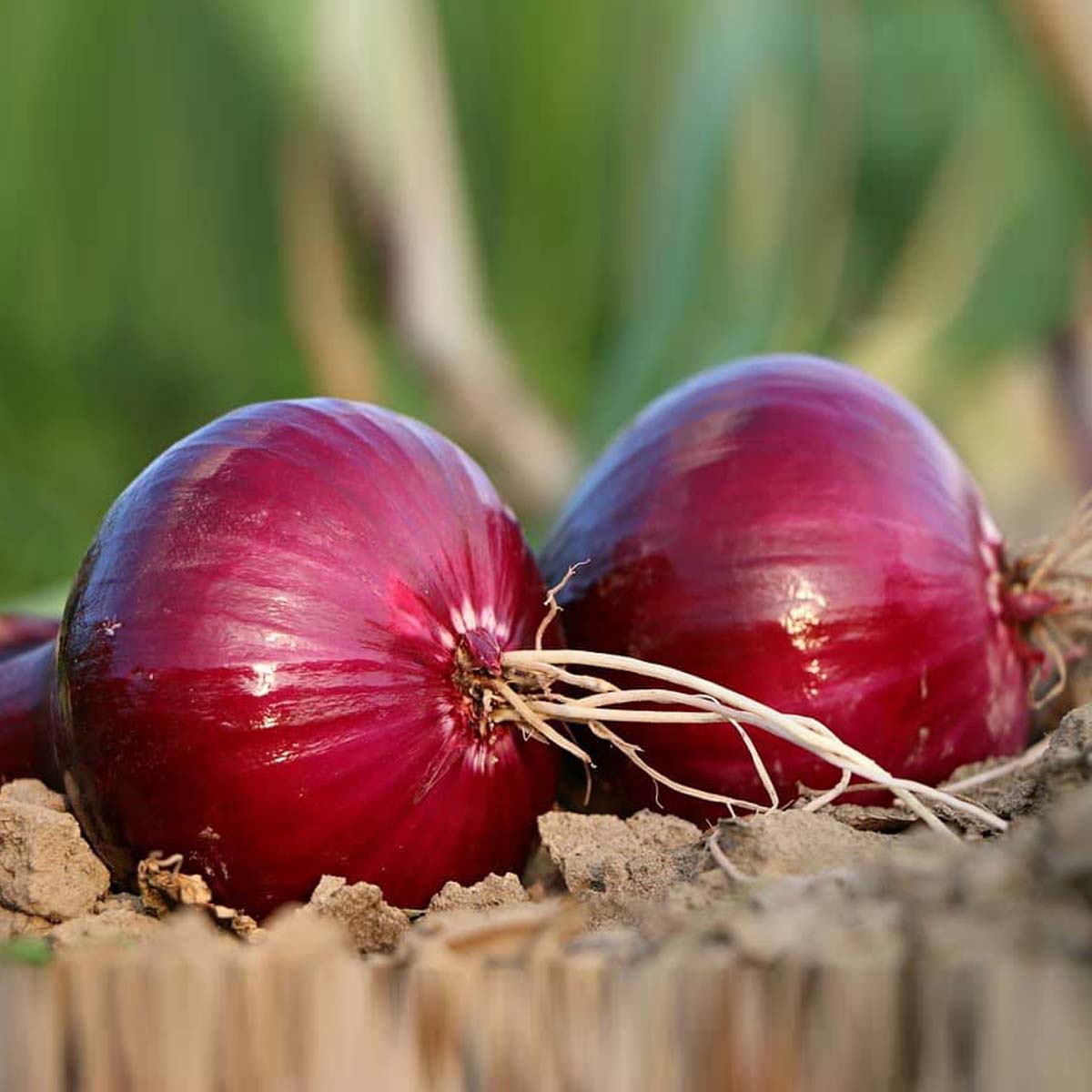 Sabri Enterprises – Growers,Processors,Importers & Exporters